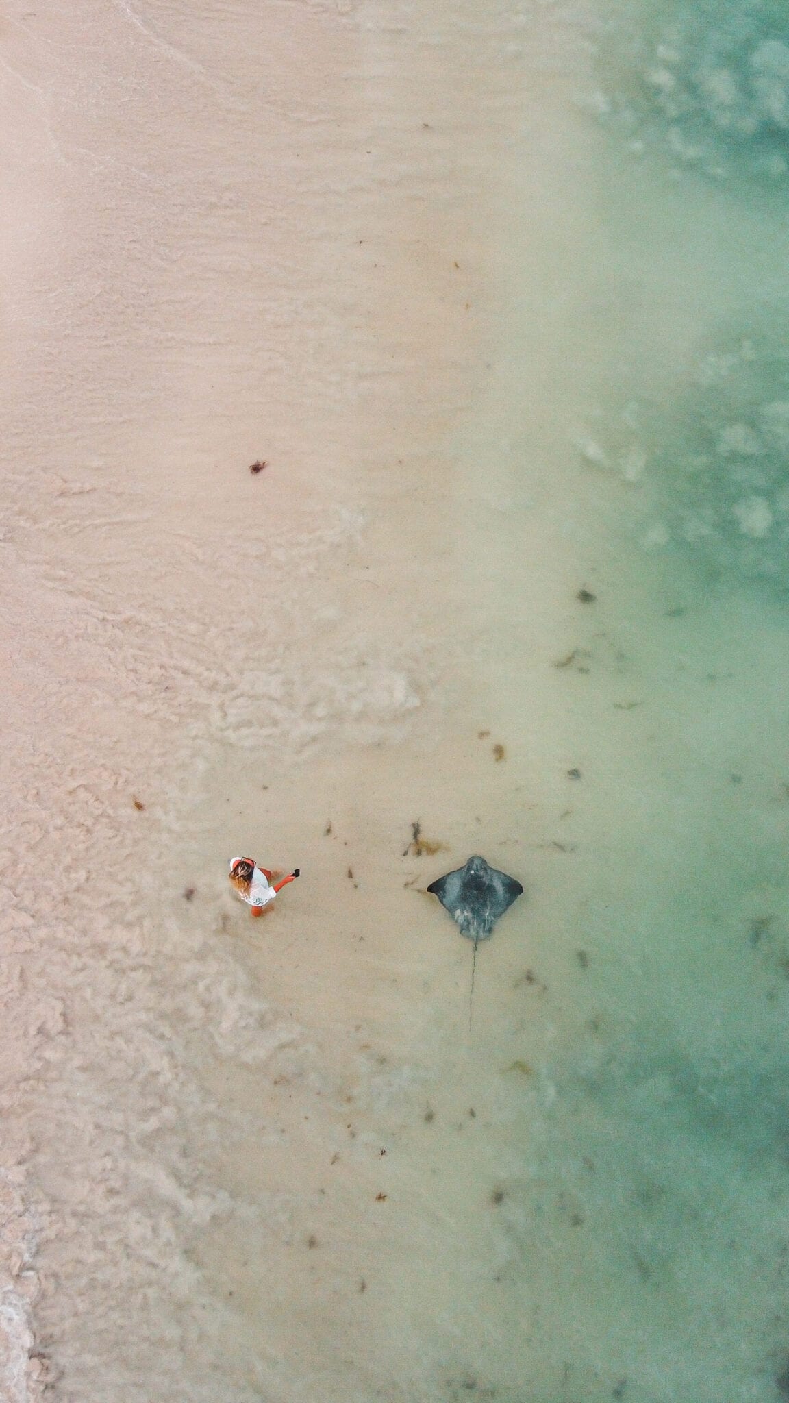 Exploring the Magical Hamelin Bay Stingrays of Western Australia - Wade ...