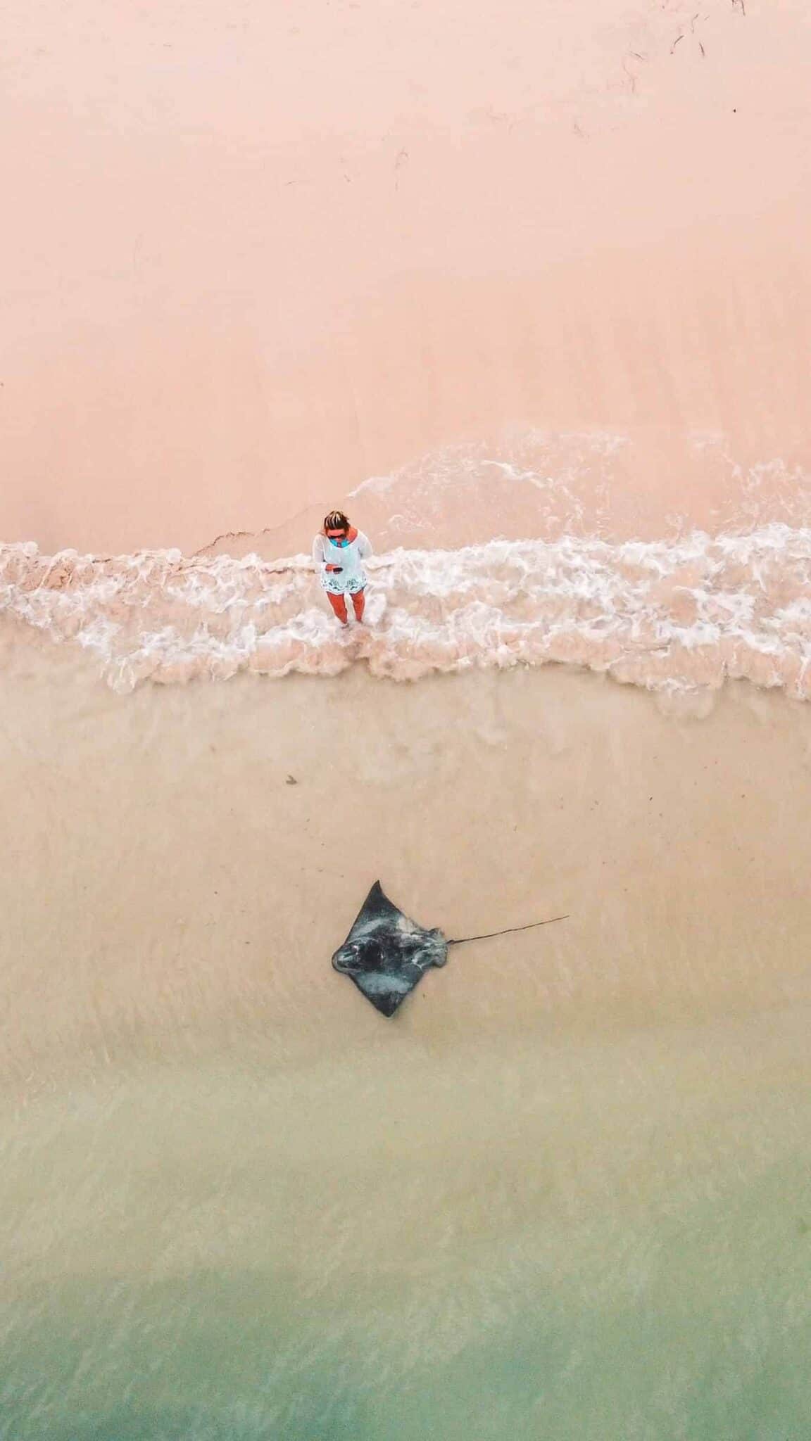 Exploring the Magical Hamelin Bay Stingrays of Western Australia - Wade ...