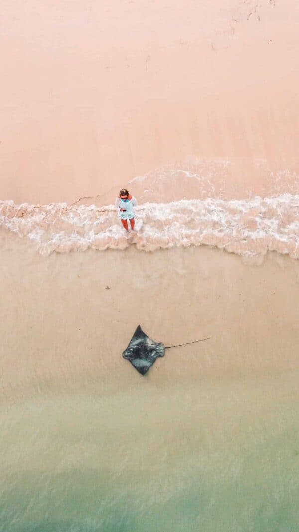 Exploring the Magical Hamelin Bay Stingrays of Western Australia - Wade ...