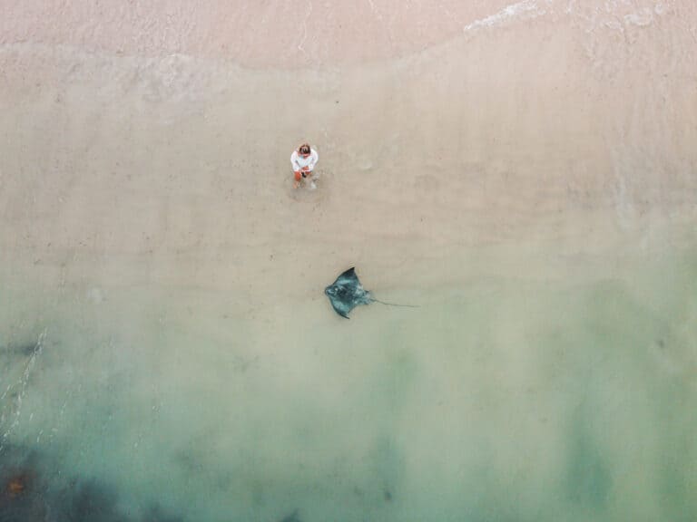Exploring the Magical Hamelin Bay Stingrays of Western Australia - Wade ...